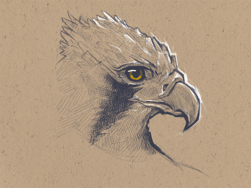 Hawk sketch by Giu Magnani on Dribbble