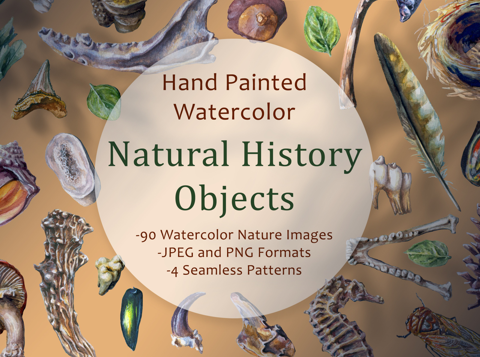 Natural History Hand-Painted Watercolor Graphics Set by Martha Iserman ...