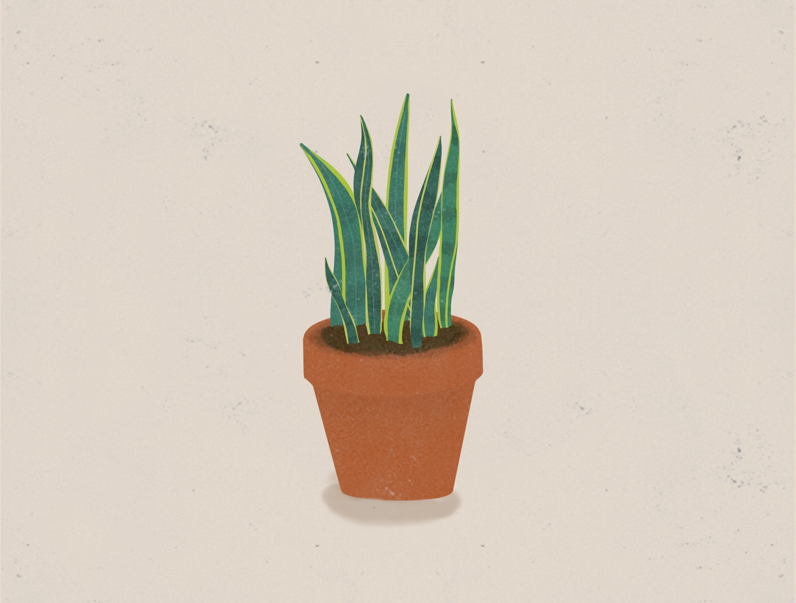 Snake Plant Illustration by Kate Bradfield on Dribbble