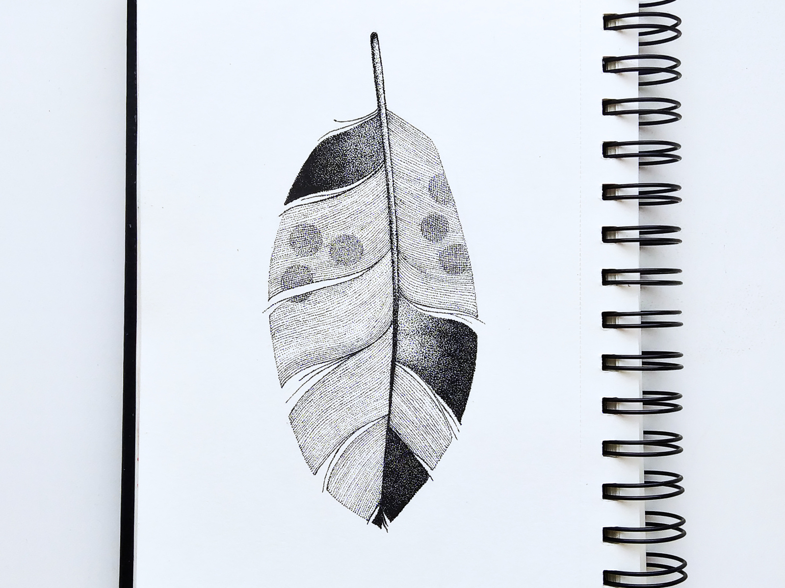 Feather By Nina Maksymova On Dribbble