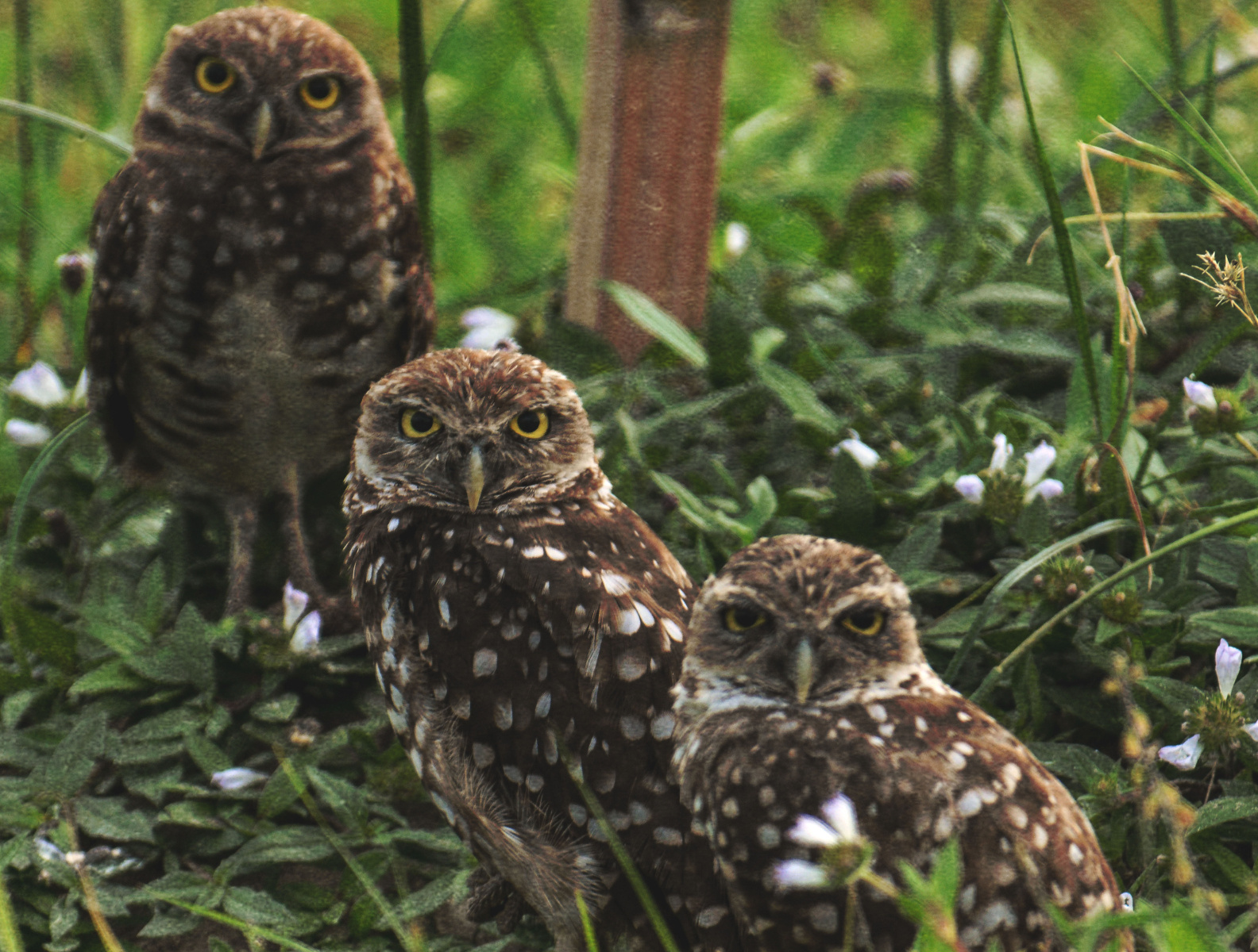 Owl is fine by Meghan V on Dribbble