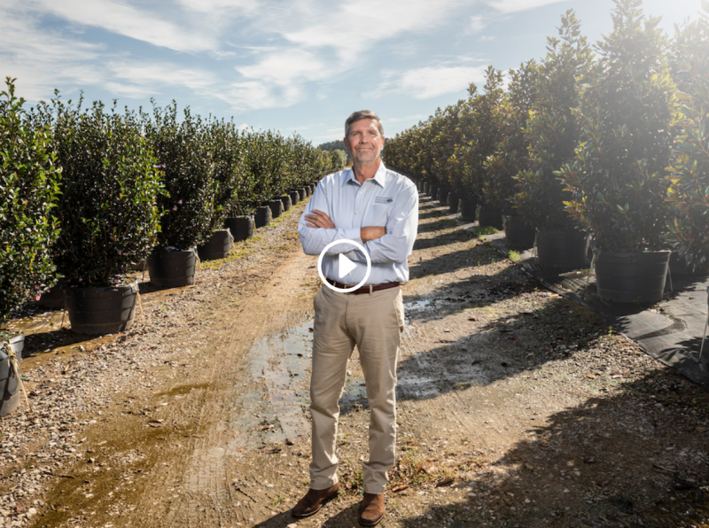 Dan Batson, Green Forest Nursery by BREAD Agency on Dribbble