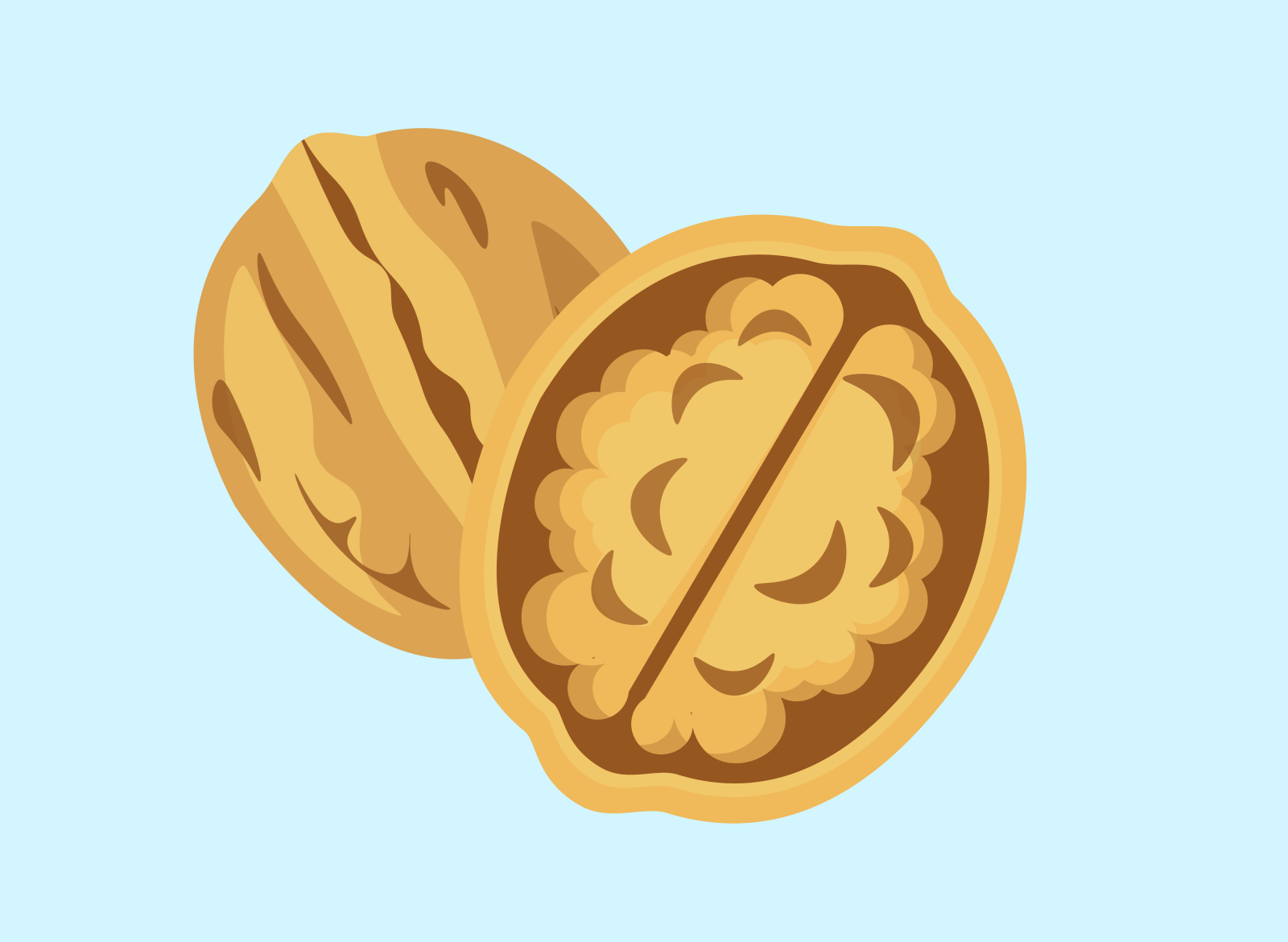 Walnut by Anastasia Leckermaul on Dribbble