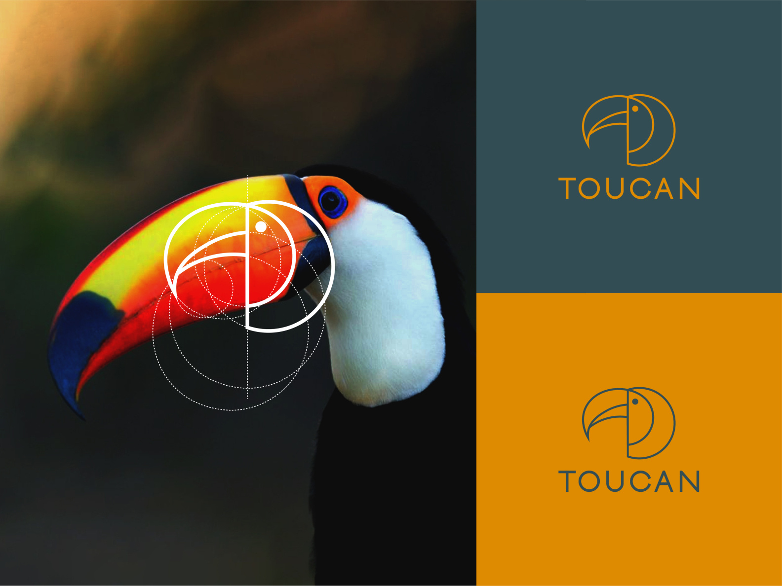 Toucan logo by Shahbaz Tahir on Dribbble