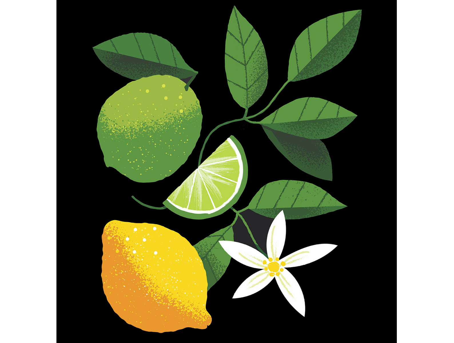 Citrus fruits by Kati Närhi on Dribbble