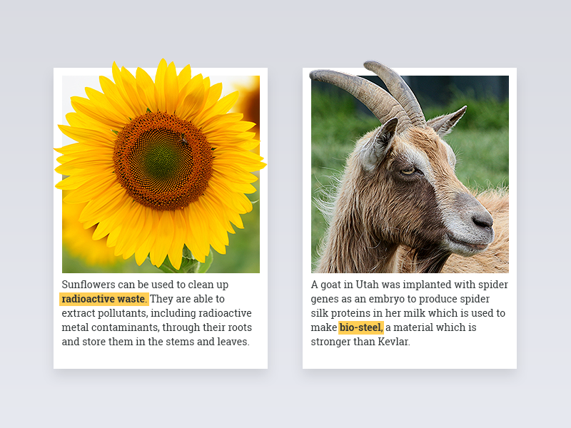 Simple fact cards by Aleksandar Tasevski on Dribbble