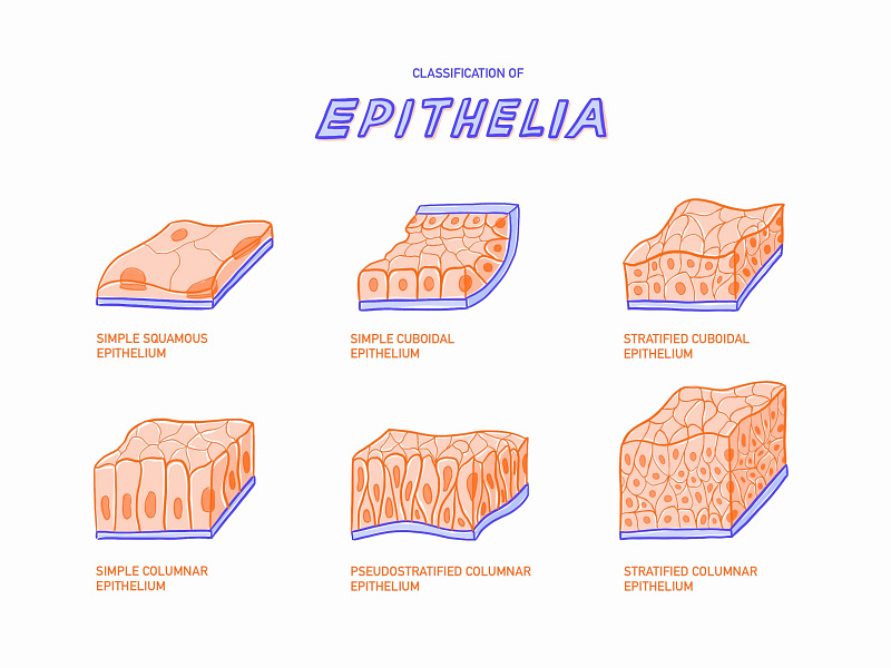 Anatomy Class By Madeline Yee On Dribbble