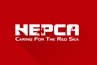 Hepca Logo Design by Ramy Wafaa on Dribbble