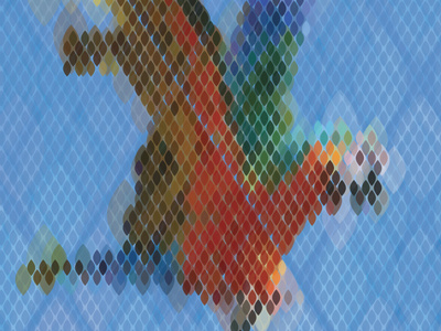 Parrot by Tom Ralston on Dribbble