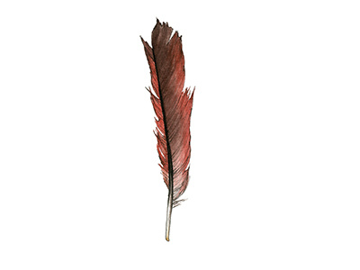 Cardinal Feather by Hallie Rose Taylor on Dribbble