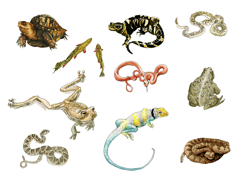 Our National Parks Reptiles Amphibians Fish By Hallie Rose Taylor On