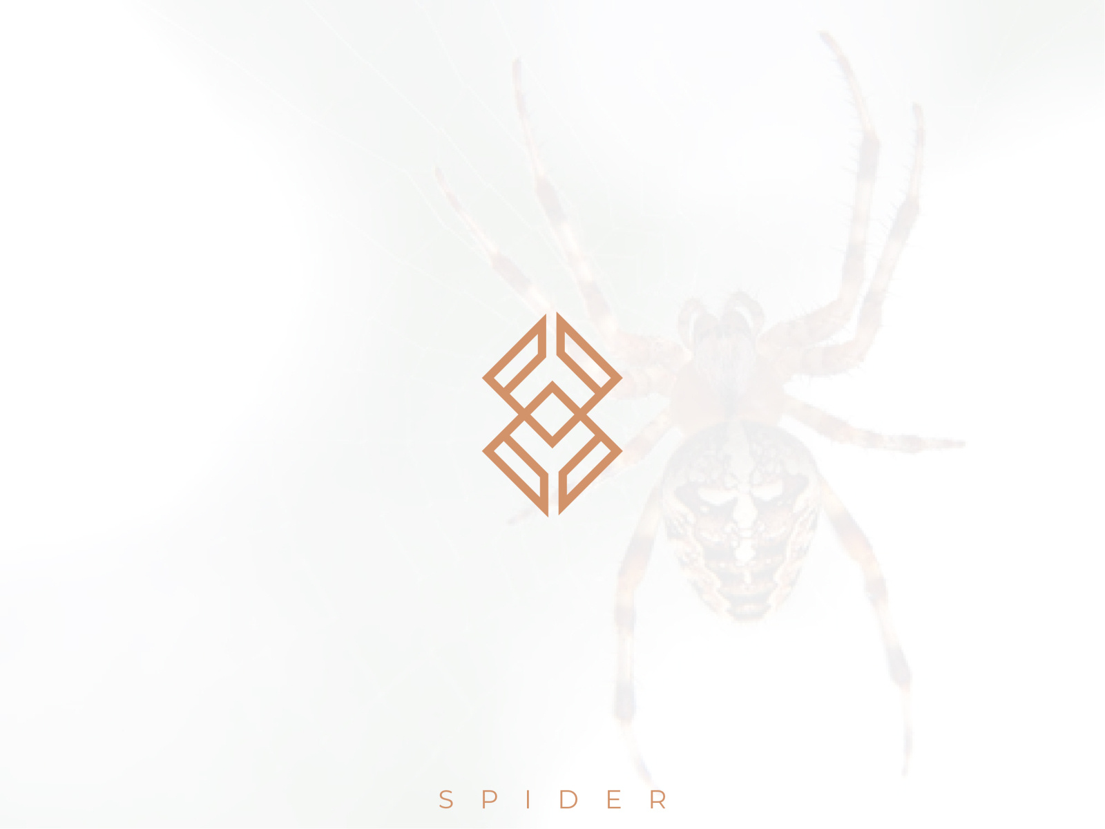 spider mark by saShoheb on Dribbble