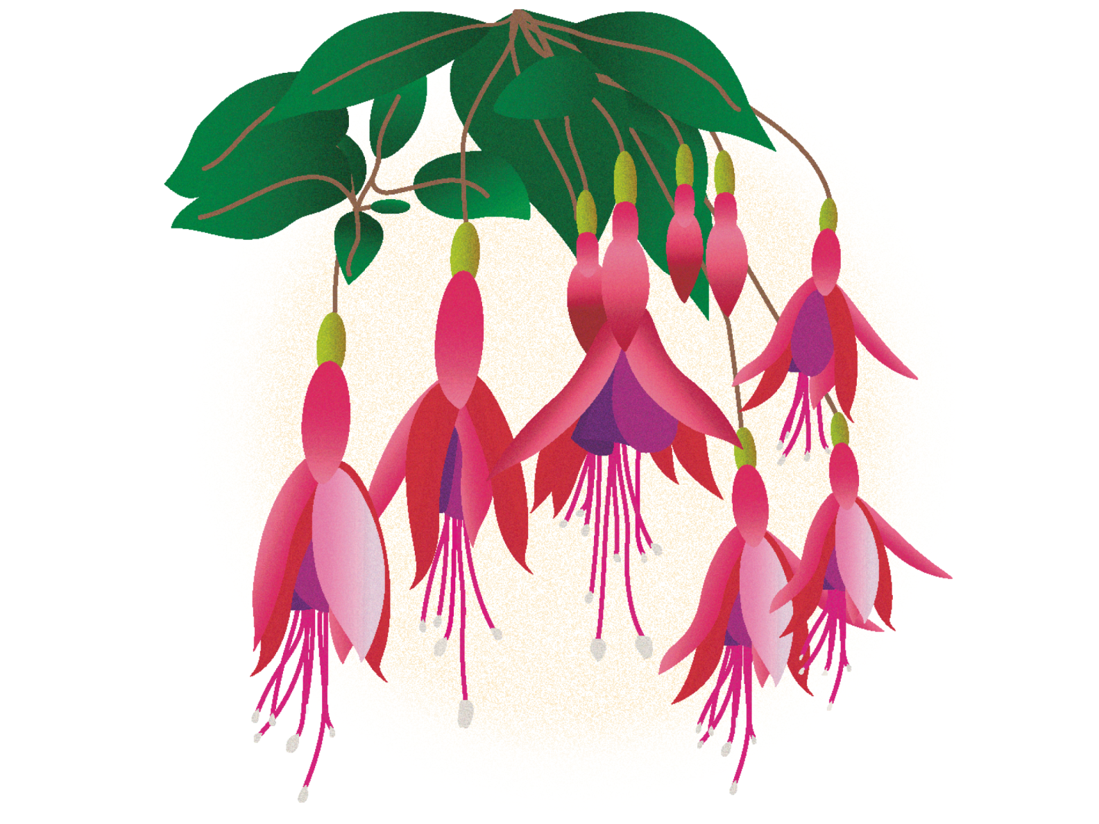 Fuchsia by Julia on Dribbble