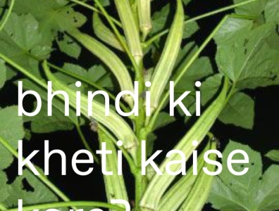 Bhindi ki kheti by UP Agriculture on Dribbble