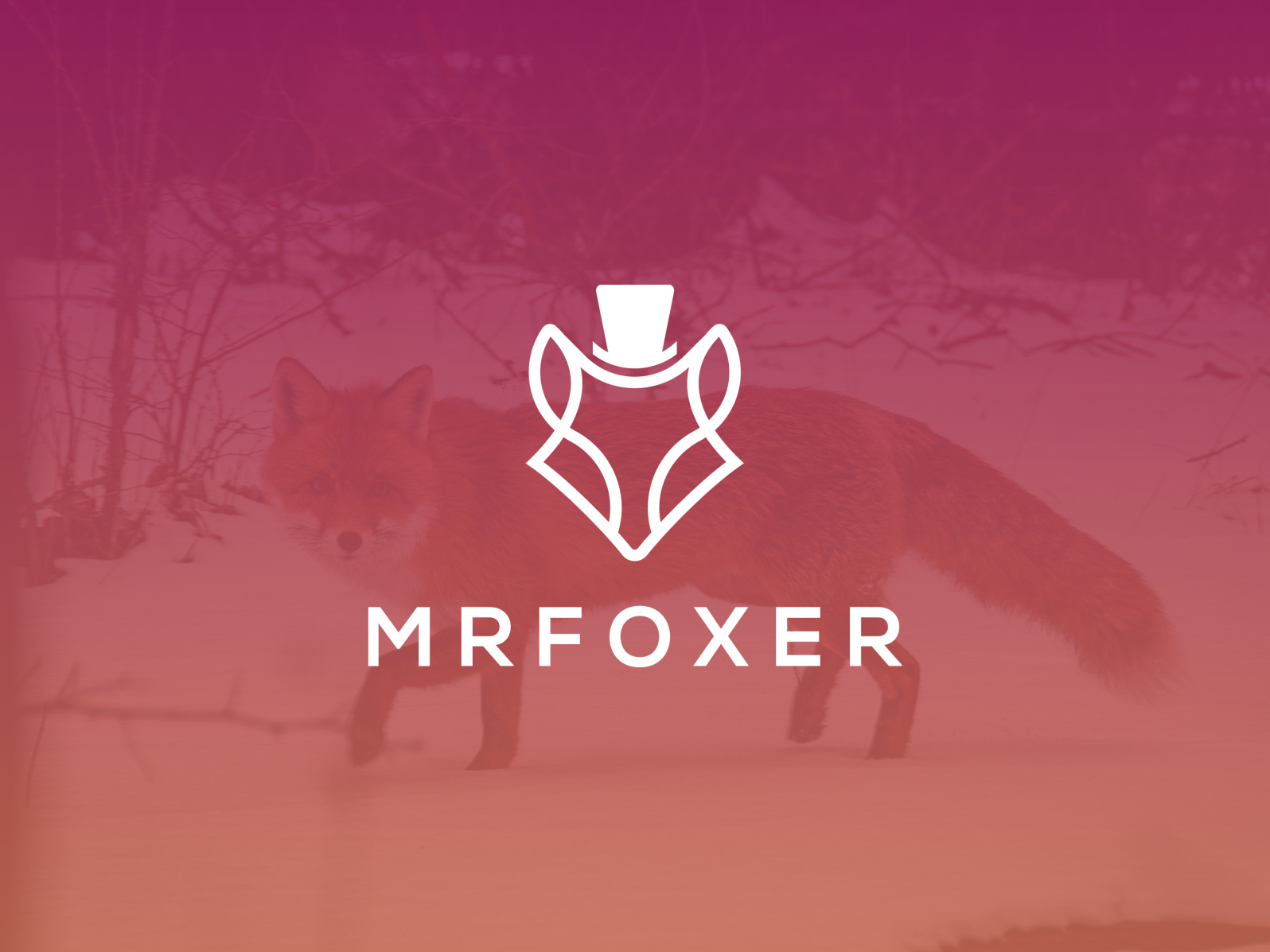 MRFOXER by Ashraful Alam Akand on Dribbble