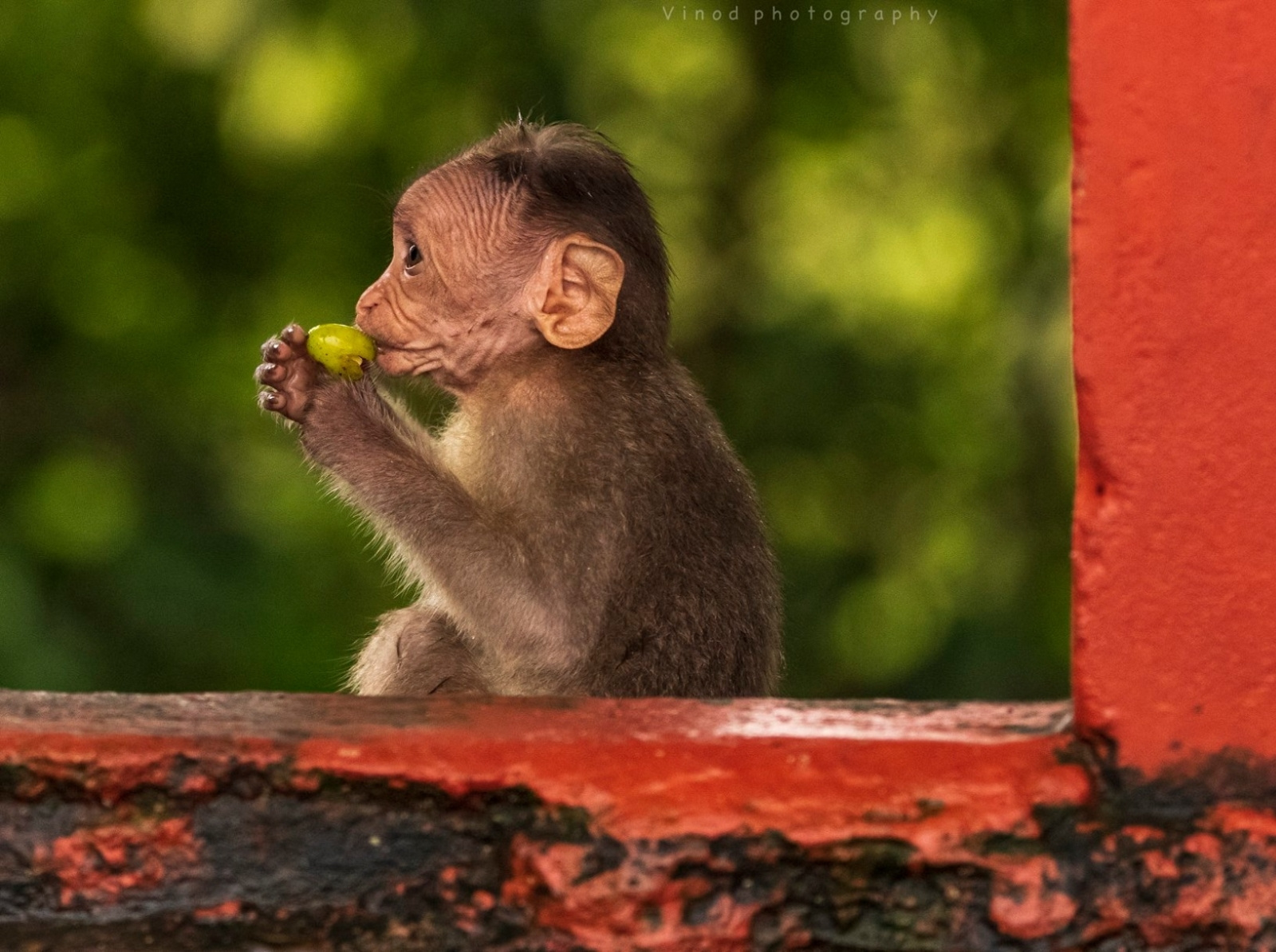 Monkey Photo 4 by Hubino on Dribbble