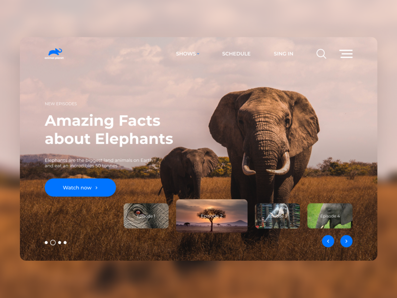 Animal Planet Redesign | Elephants by Nikita Shlopak on Dribbble