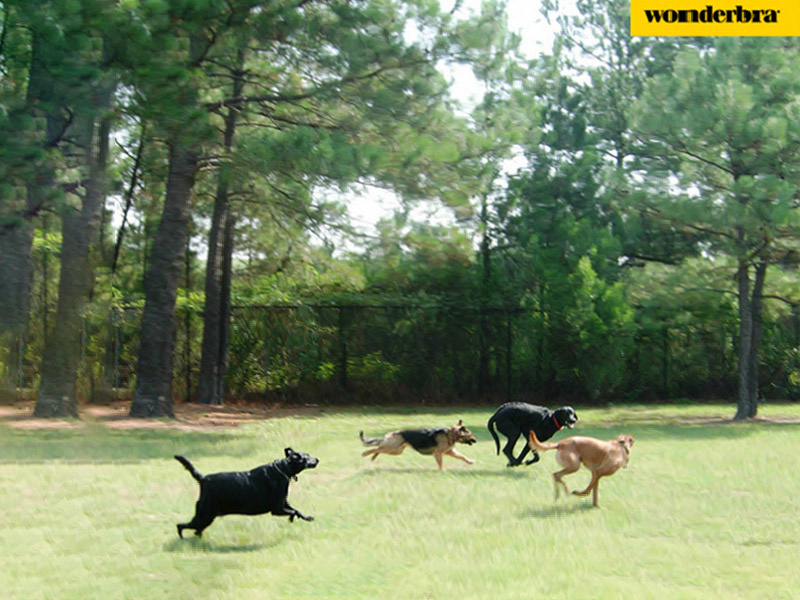 Wonderbra Ads \ advertising campaign by Jaime Claure by Jaibytes on ...