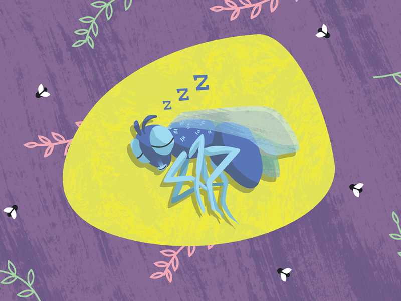 Where Do Flies Sleep? by Mai Lam on Dribbble