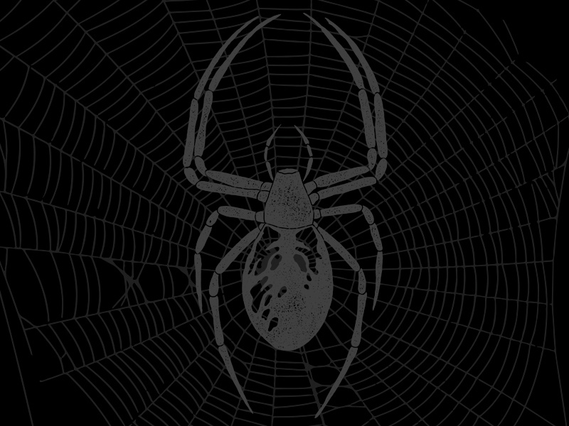 The Spider by Mike DiNocco on Dribbble