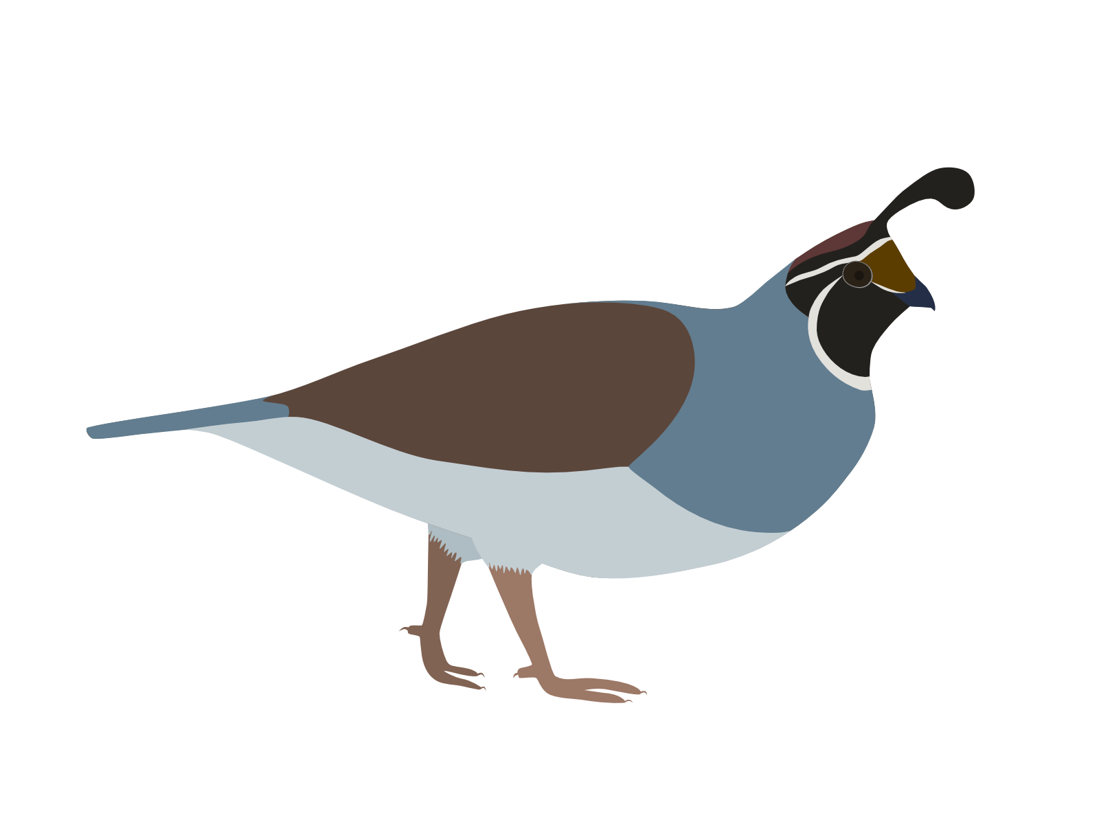 Male California Quail by Tabitha Grayson on Dribbble