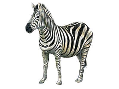 Zebra by Catherine A. Moore on Dribbble