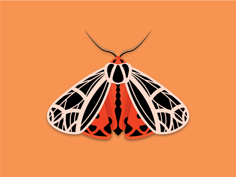 Harnessed tiger moth by Liam Spradlin on Dribbble