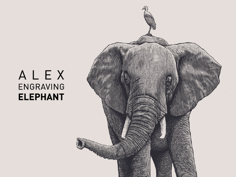 Engraving Elephant by ALEX on Dribbble