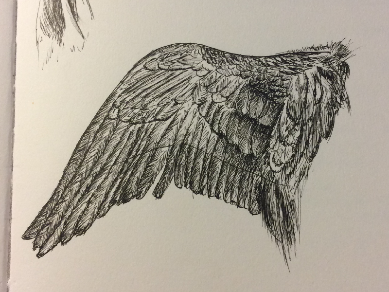 Dürer - Wings by Leonardo da Costa on Dribbble