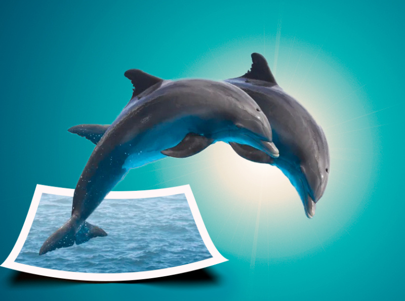 pop up from frame dolphin made in photoshop by Samin Bose on Dribbble
