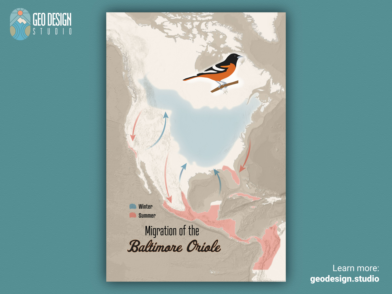 Migration of the Oriole by Geoff Gibson on Dribbble