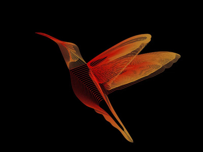 Hummingbird line art by princewill otu on Dribbble