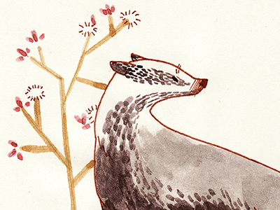 European Badger by Kailey Lang on Dribbble