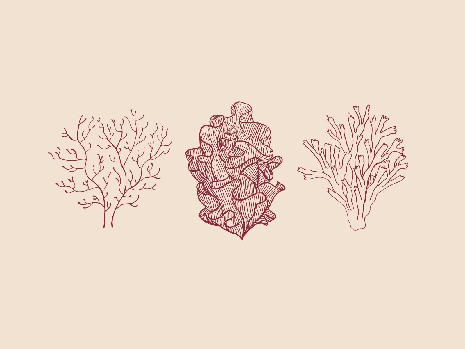Corals by Martha Alvarez Gastelum on Dribbble