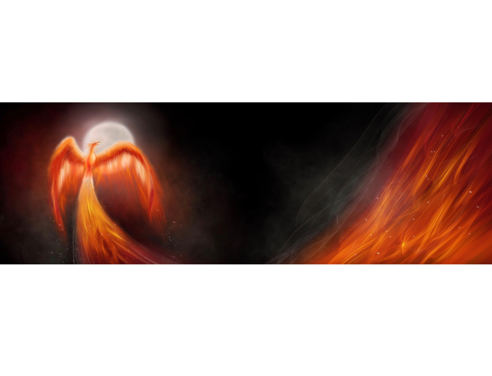 Midnight Phoenix by Karuna on Dribbble