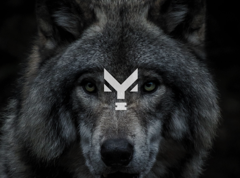 Wolf Logo Design by zuhudsgn on Dribbble