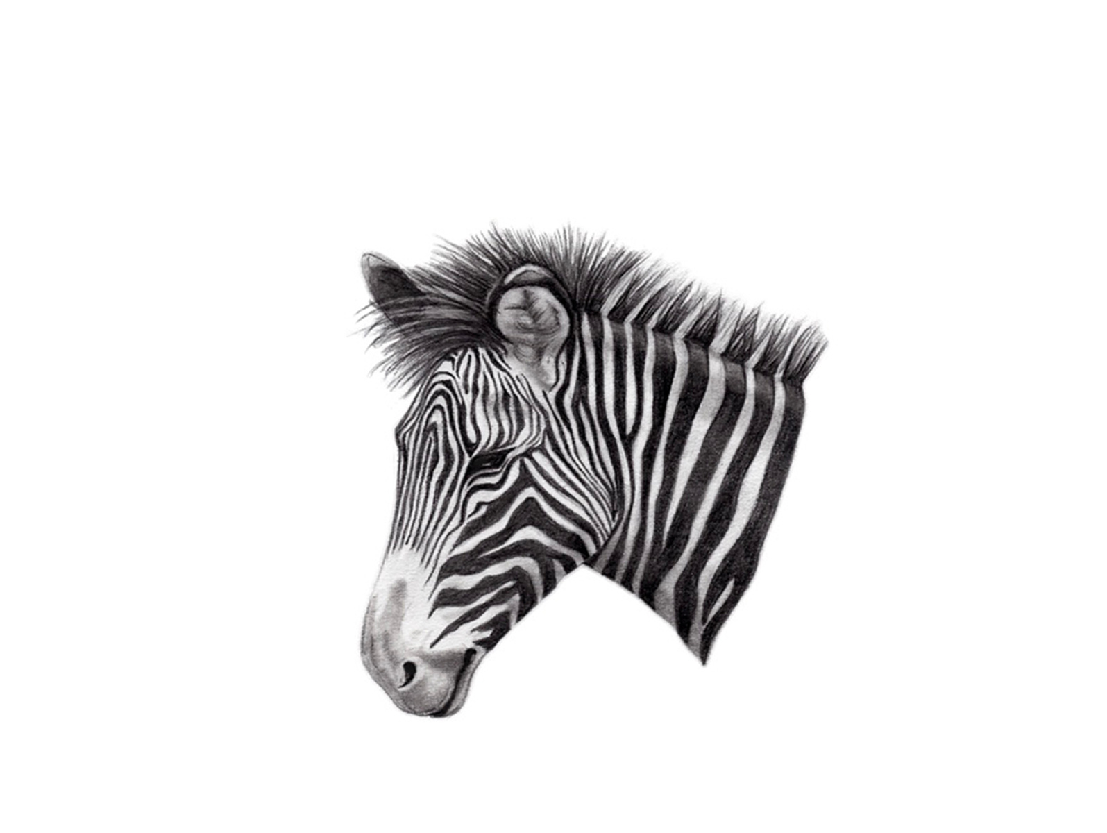 Zebra by Ingrid’s Parlour on Dribbble
