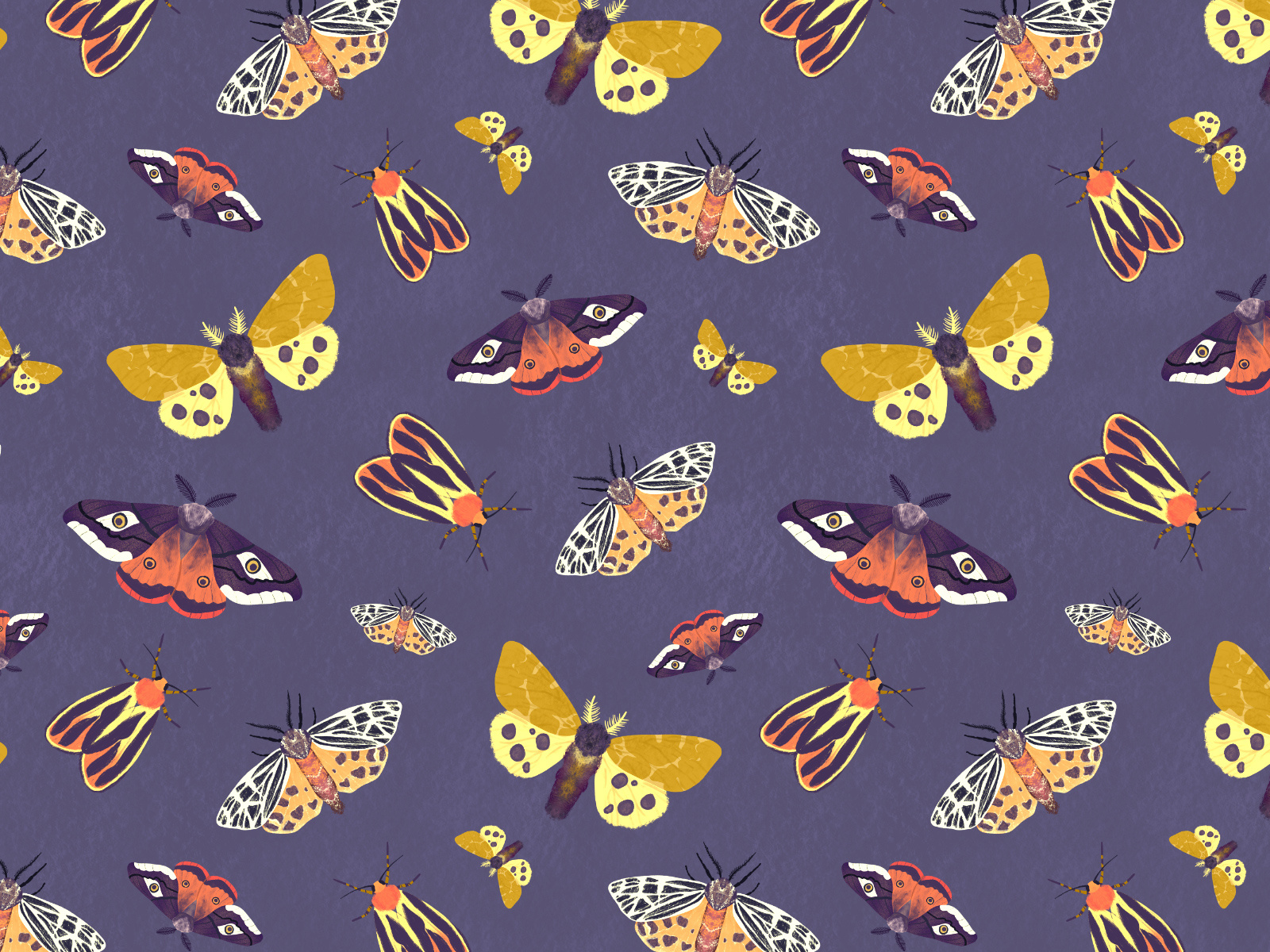Moths pattern by Ruthenia Alba on Dribbble
