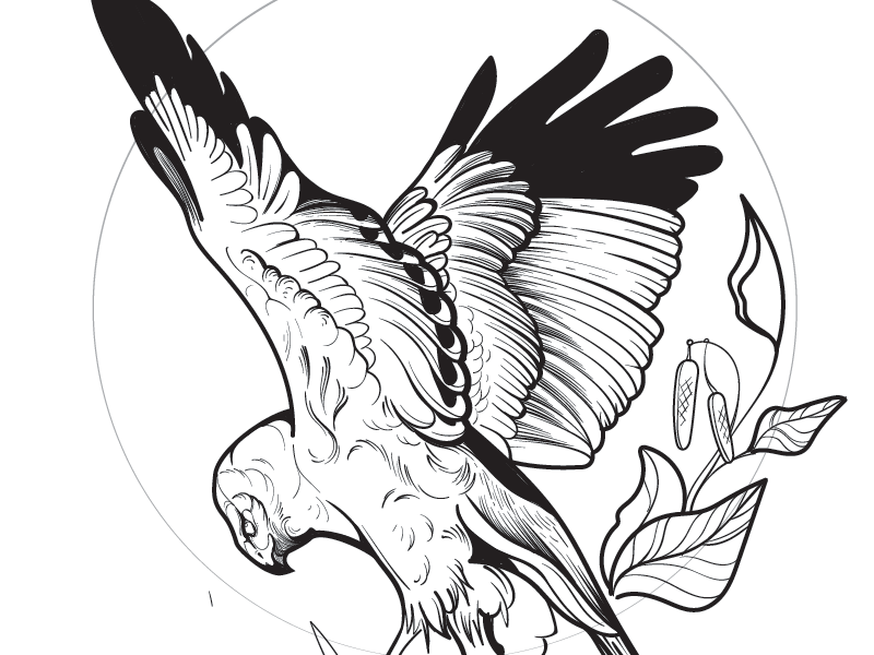 Hen Harrier Project by Krysten Newby on Dribbble