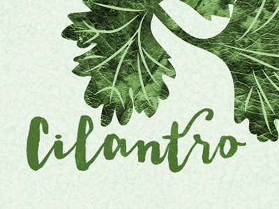 Cilantro by Tmoline on Dribbble
