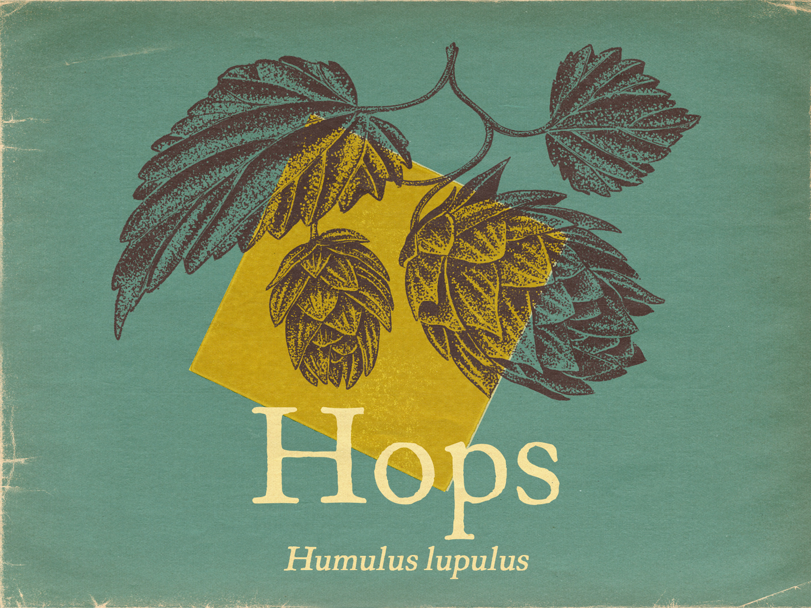 Hops by Isaac LeFever on Dribbble