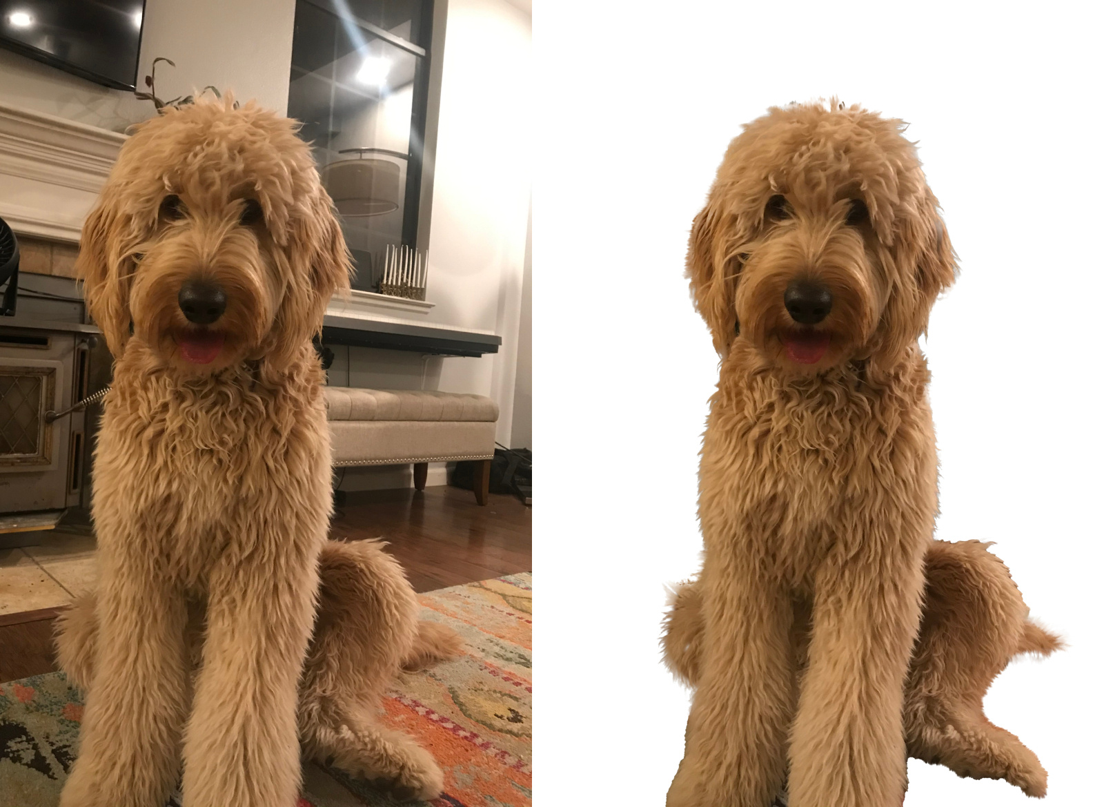Complex Dog Background Remove by Md Ishak Rahman on Dribbble