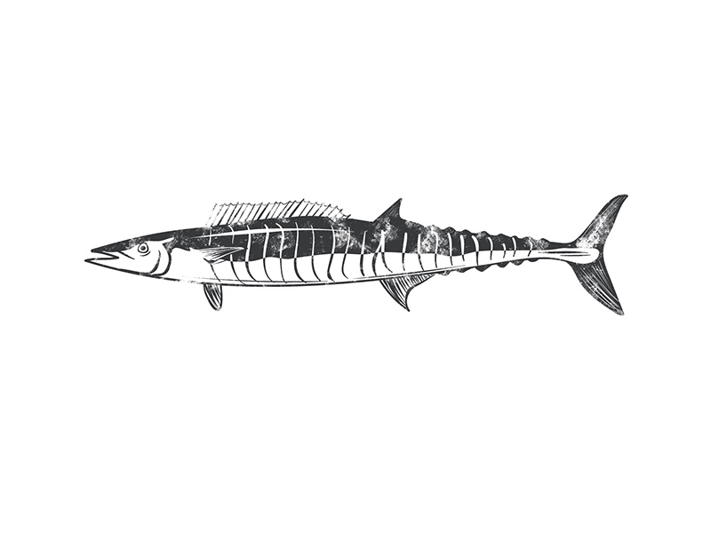 Illustration - Wahoo by Tom Jackson on Dribbble