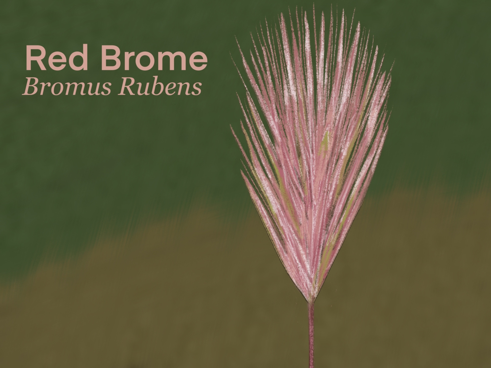 Red Brome by Mark Ferguson on Dribbble