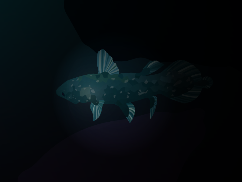 Coelacanth by Kanako Fukiage on Dribbble