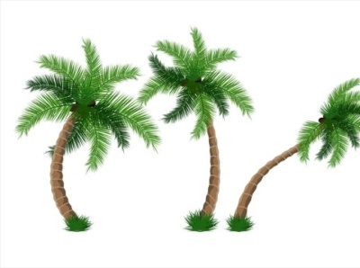 Beautiful Coconut Tree by John Dow on Dribbble
