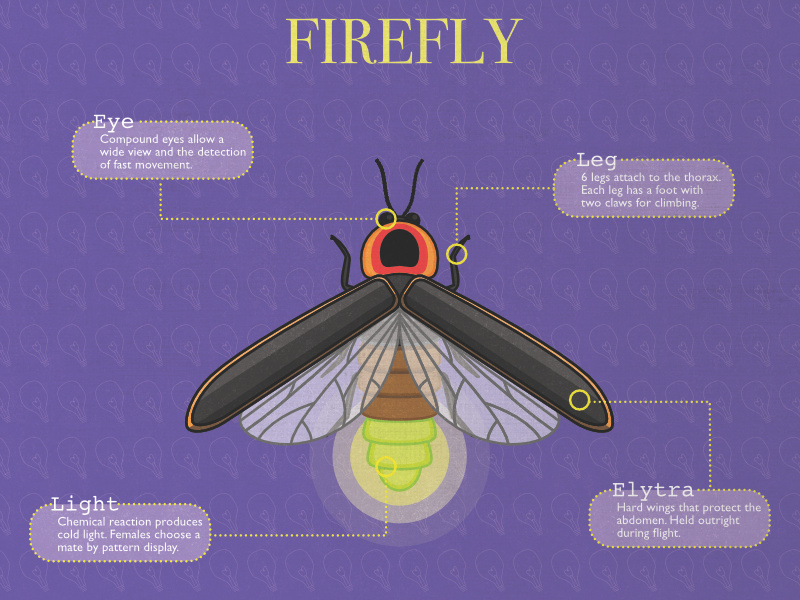 Firefly by Sean Holland on Dribbble