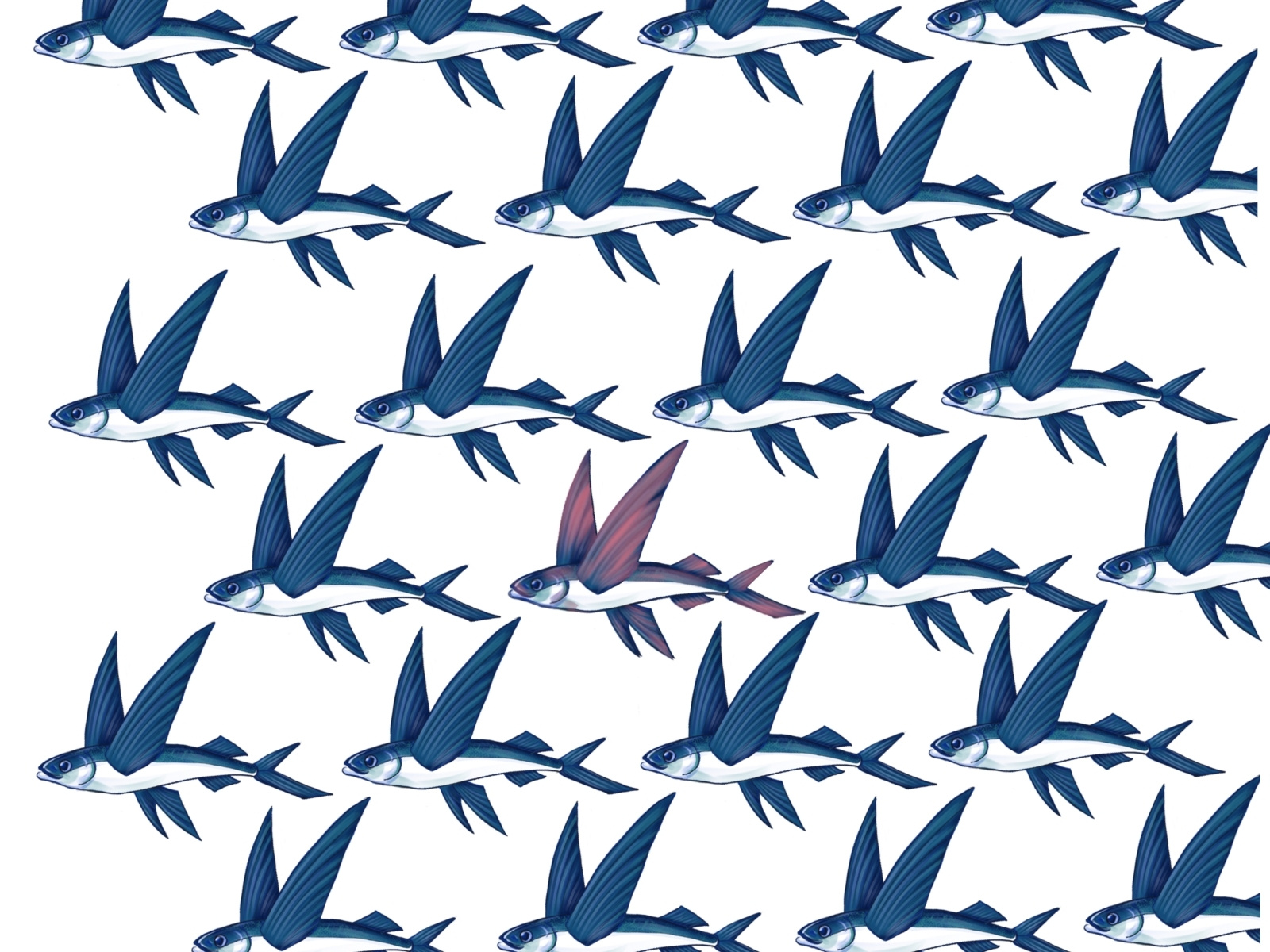 flying fish by Olena on Dribbble