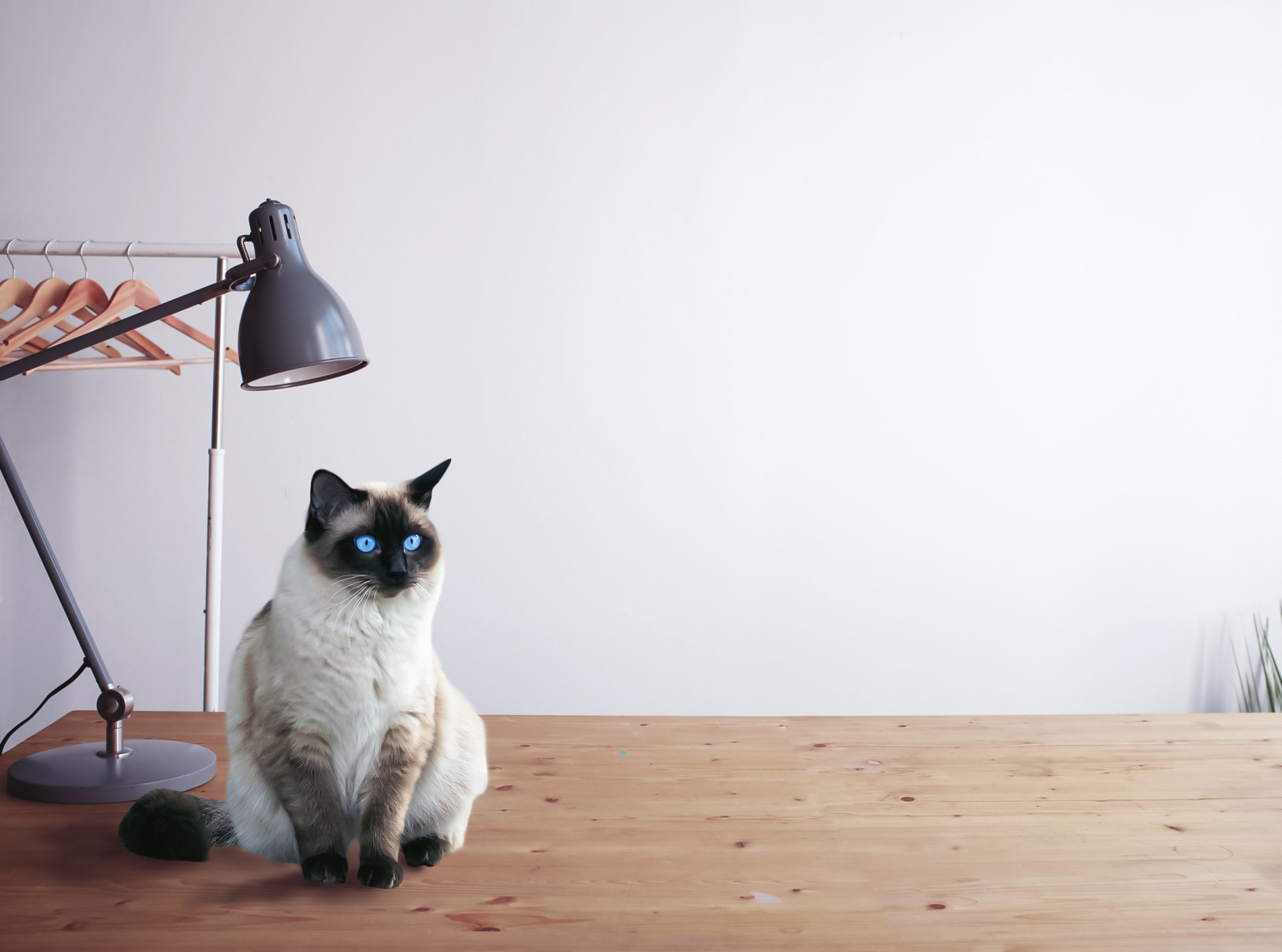 Cute Cat by AHM Hasan on Dribbble