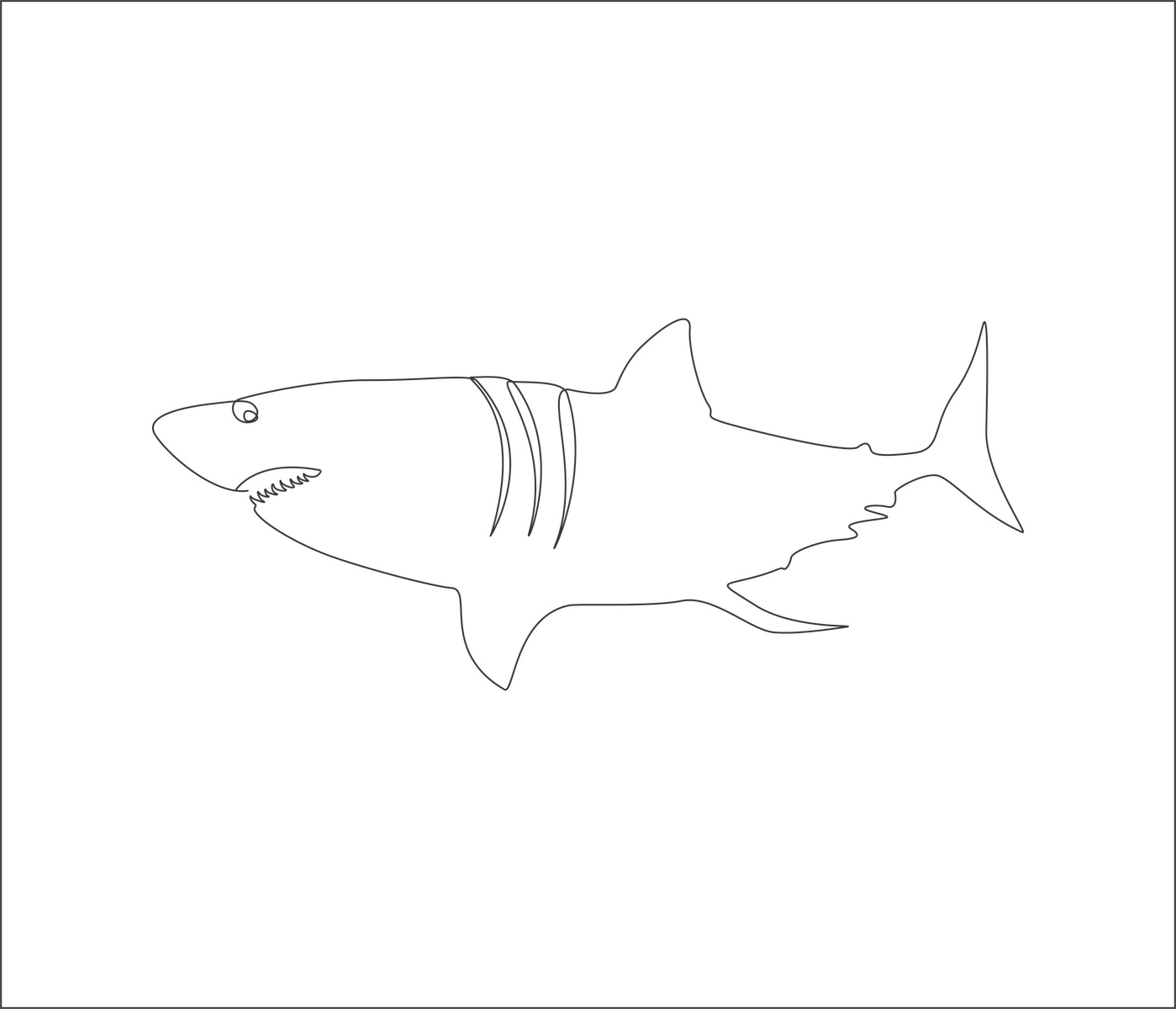 Great White Shark Line Drawing